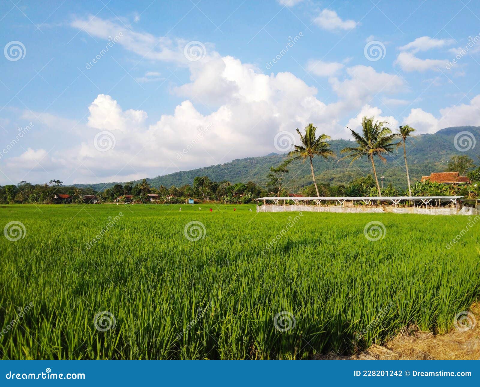 Waiting for the Rice To Turn Yellow Stock Photo - Image of flower ...