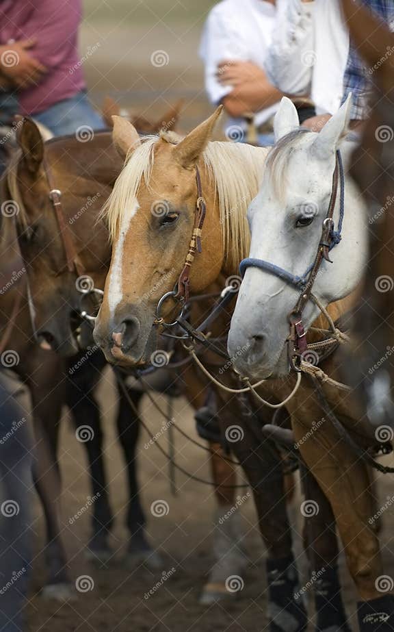 Waiting for the Rodeo To Start Stock Image - Image of idle, equine: 1169871