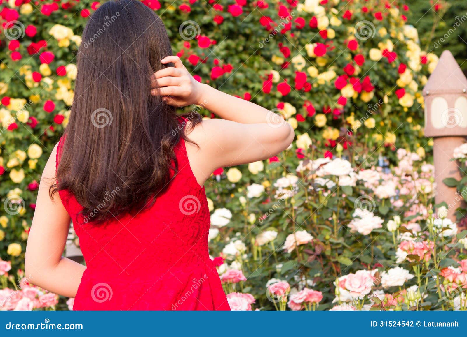 Waiting in the rose garden stock photo. Image of pink - 31524542