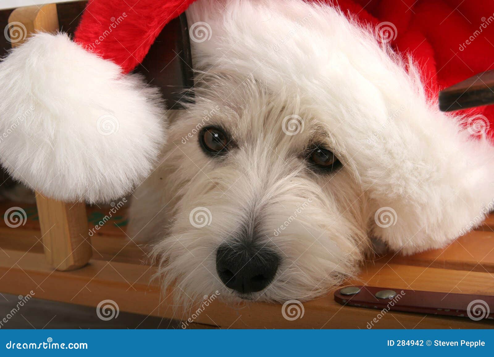 Waiting for Santa Claus stock photo. Image of sleigh, holiday - 284942