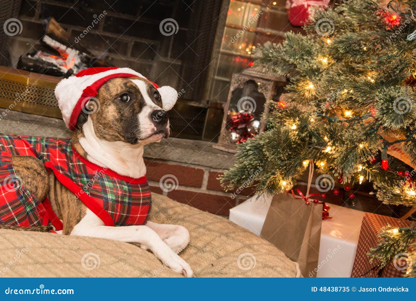 Waiting for Santa stock image. Image of gold, adorable - 48438735