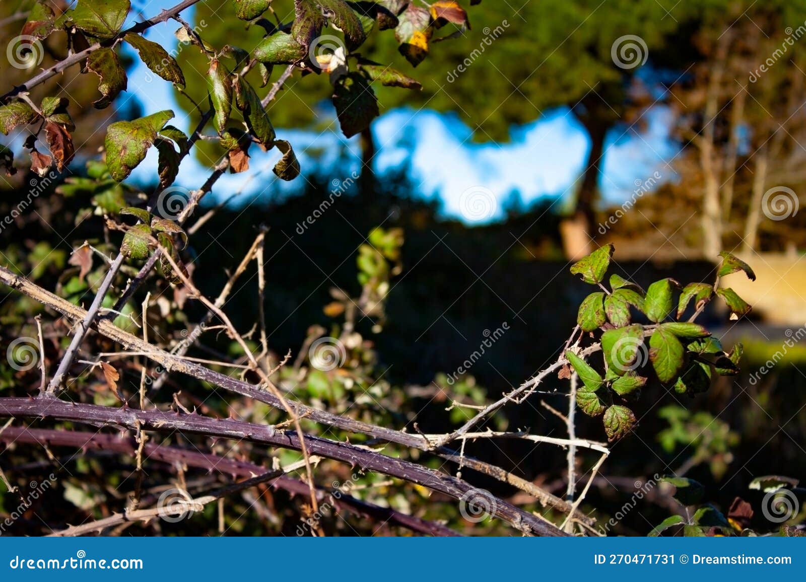 Waiting for the Spring Season: Seen from a Bramble on a Pine Forest in ...