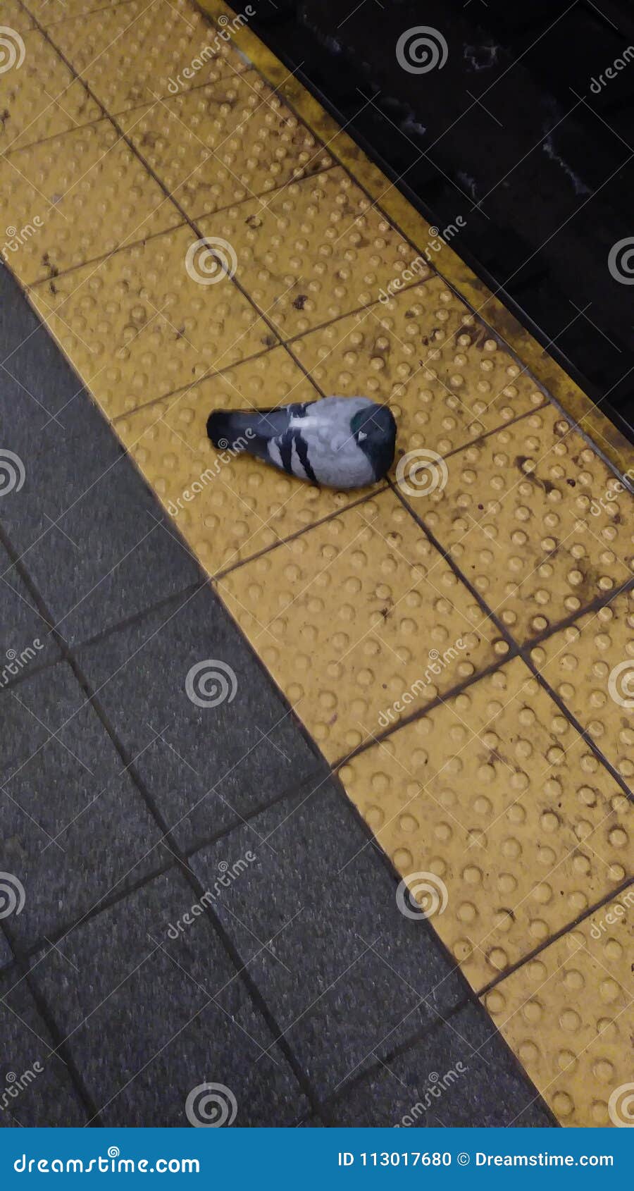 Waiting on the Subway stock photo. Image of pigeon, subway - 113017680