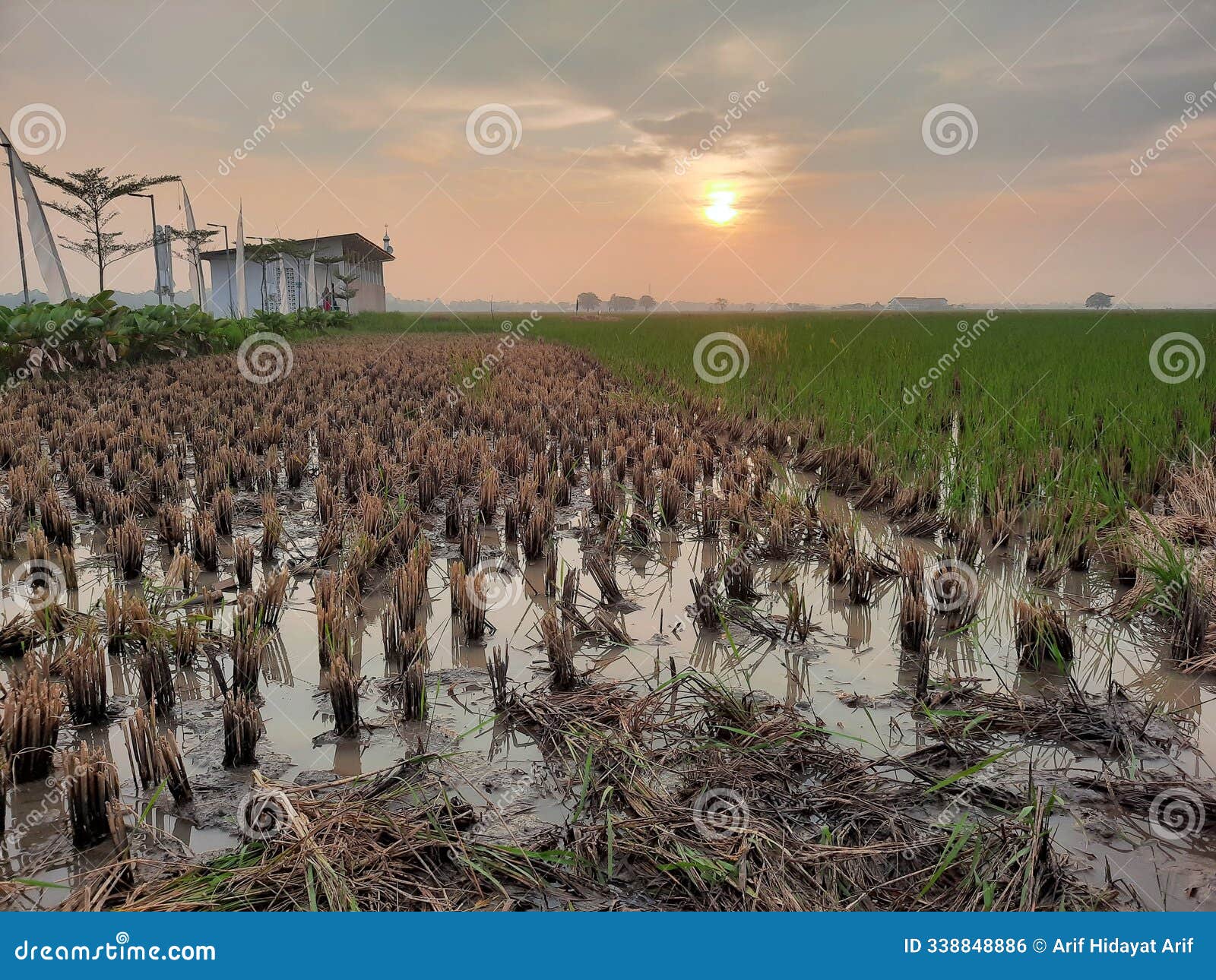 Waiting for the Sun To Set in the Middle of the Rice Fields Stock Photo ...