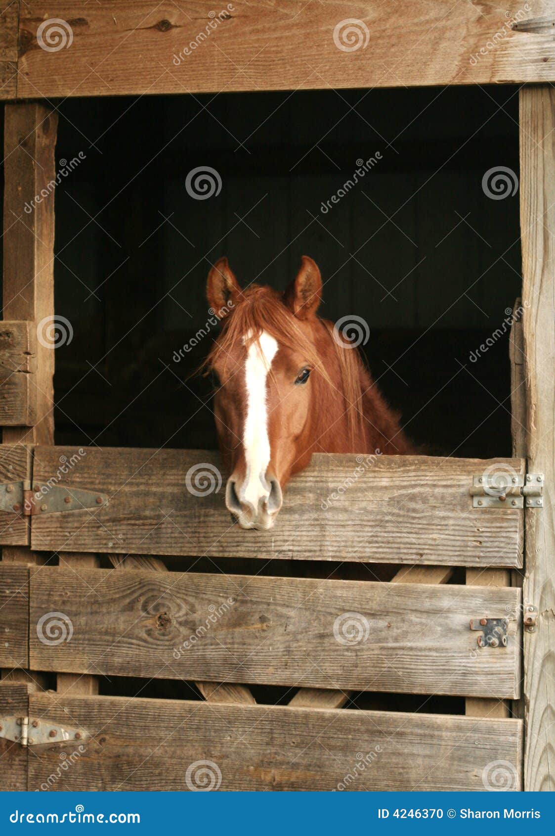 Waiting to be turned out stock photo. Image of horse, stall - 4246370