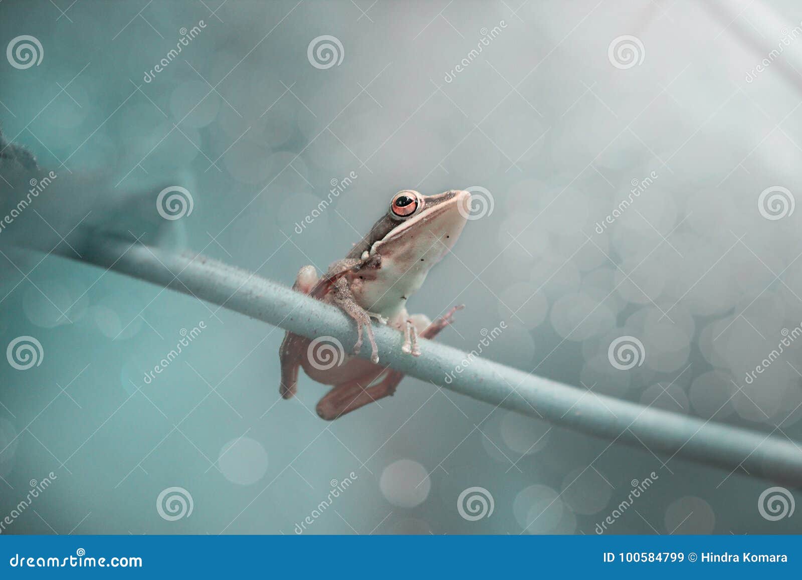 Waiting stock image. Image of live, animals, waiting - 100584799