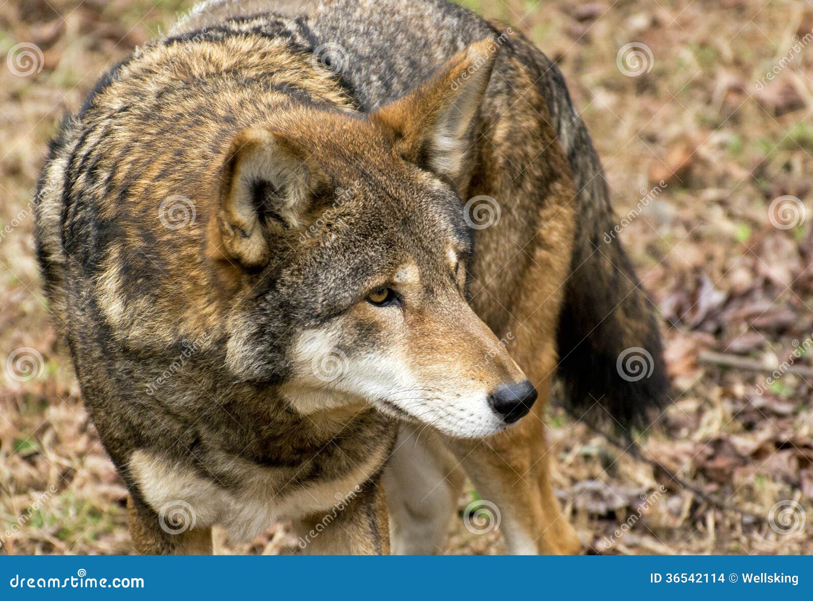 A waiting wolf stock photo. Image of ears, focused, nature - 36542114