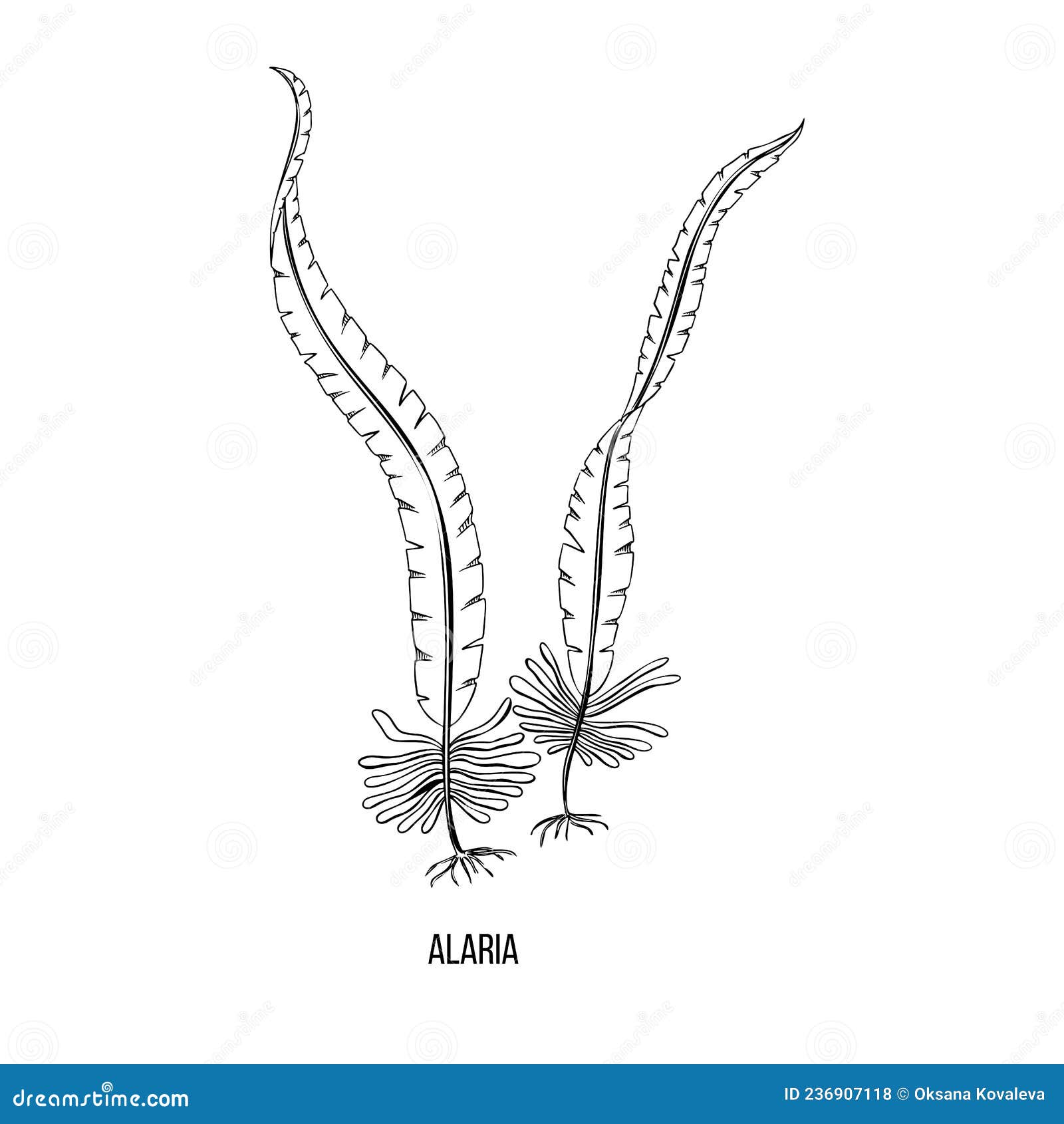 Wakame Algae On White Background. Generative AI Stock Photography ... Wakame Algae On White Background. Generative AI Stock Photography ...