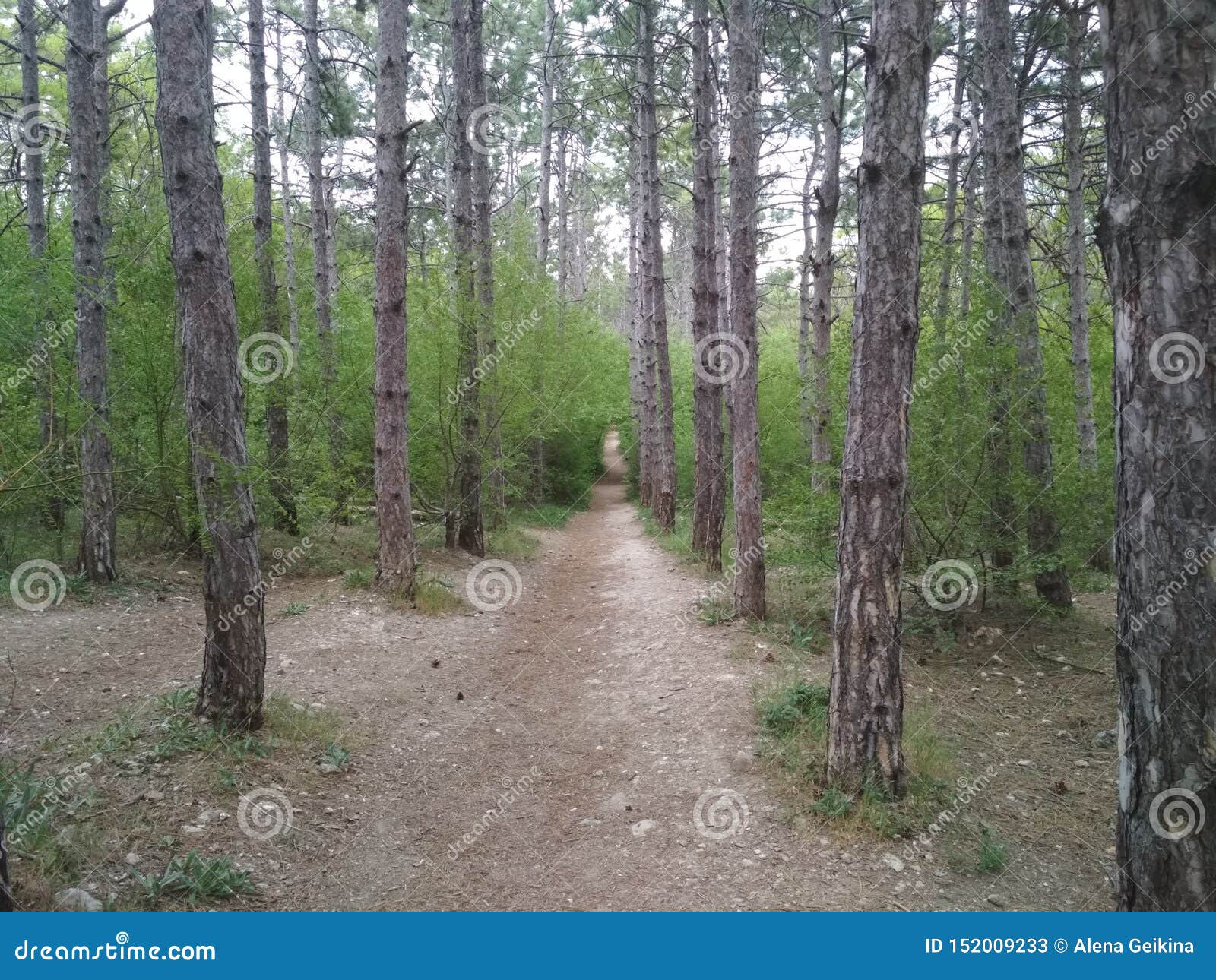 Wake forest stock image. Image of nature, wake, tree - 152009233