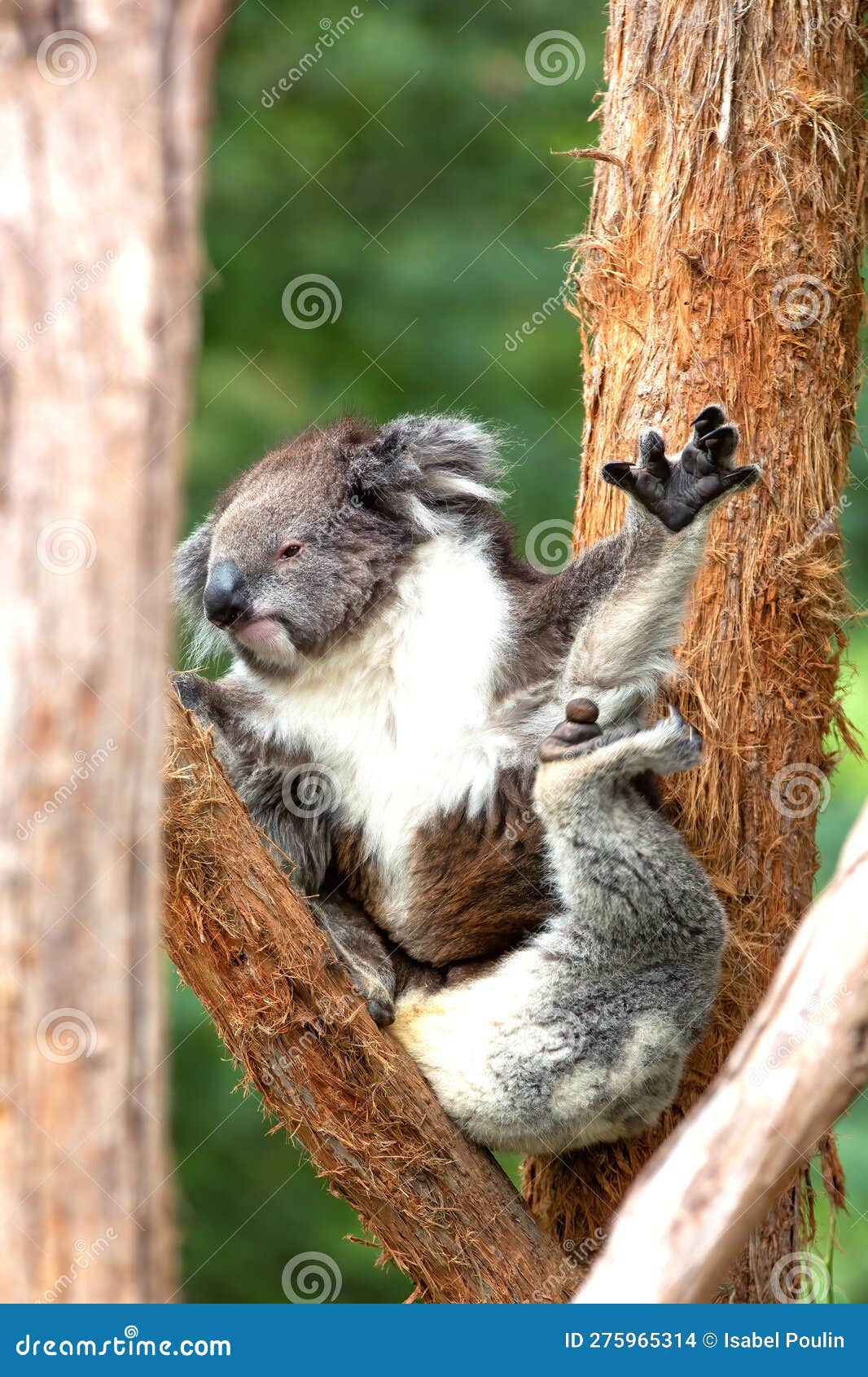 Wake Up Koala Standing on Branch in a Tree Stock Photo - Image of ...