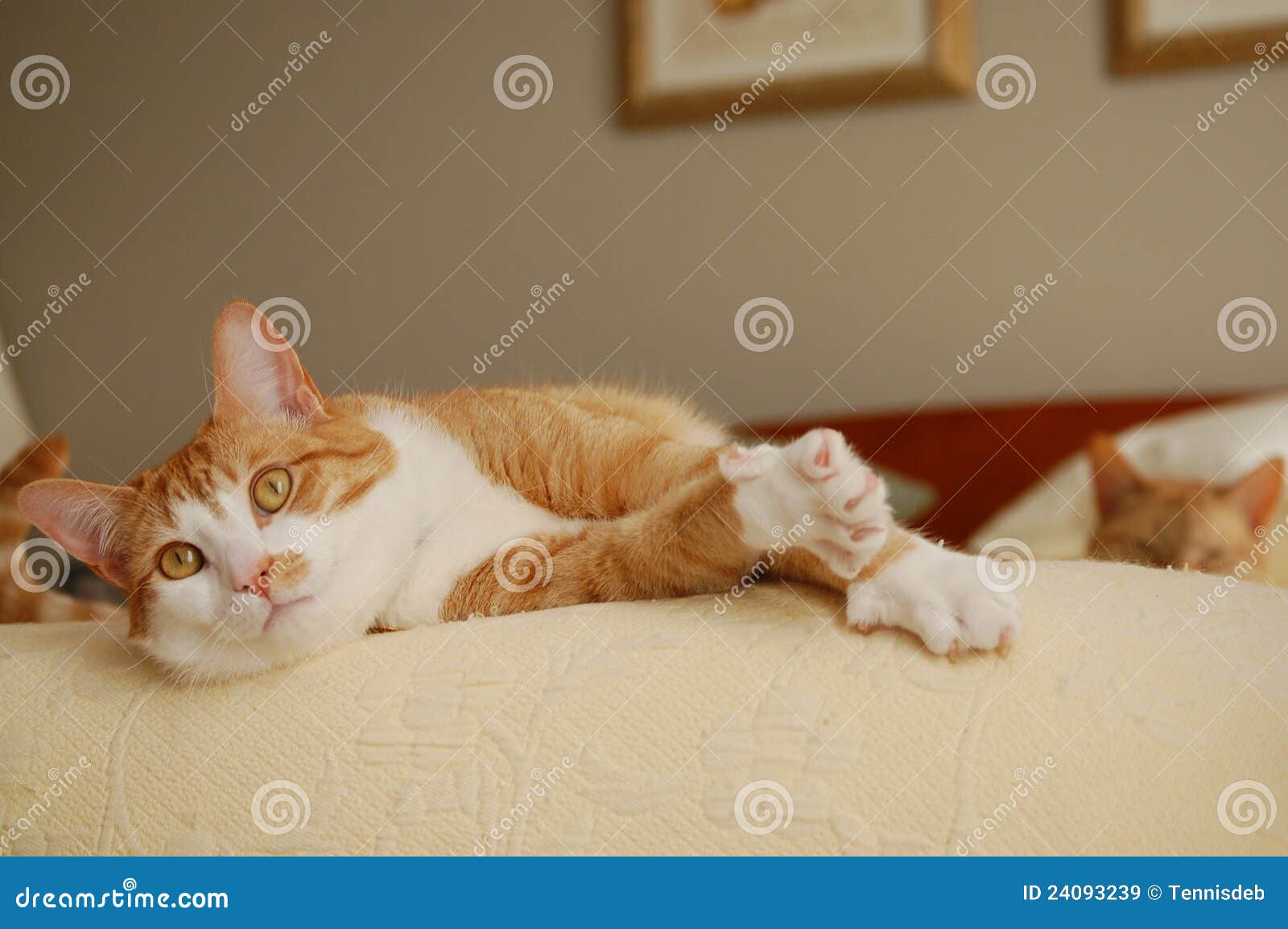 Waking cat stock image. Image of scratch, pets, friend - 24093239