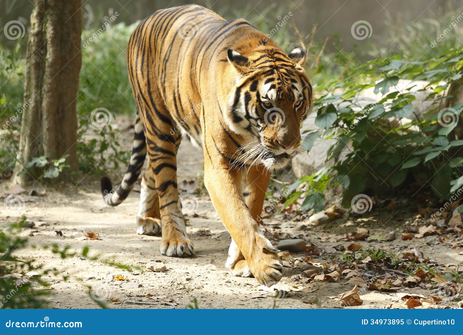 Waking tiger stock image. Image of outdoors, striped - 34973895
