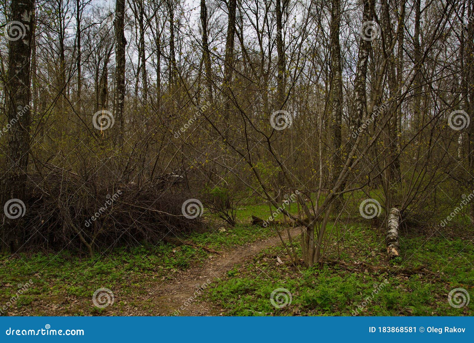 Waking Spring Forest in the Suburbs. Stock Image - Image of russia ...