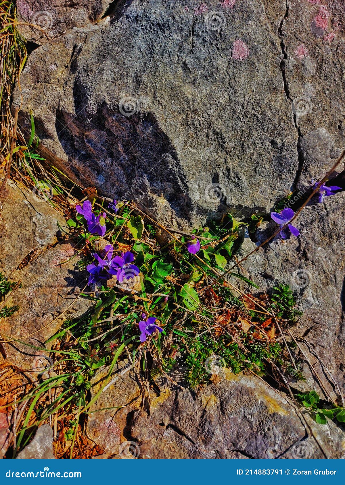 Waking up in the spring stock image. Image of outdoor - 214883791