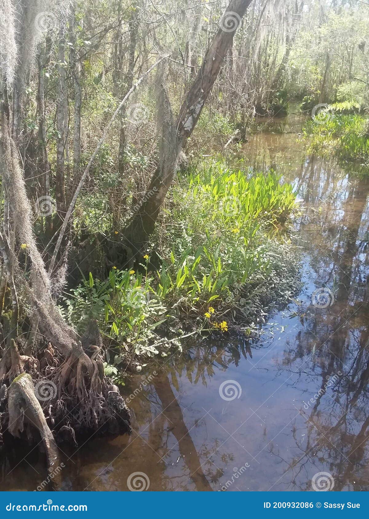 Wakulla County at it Finest Stock Photo - Image of wakulla, florida ...