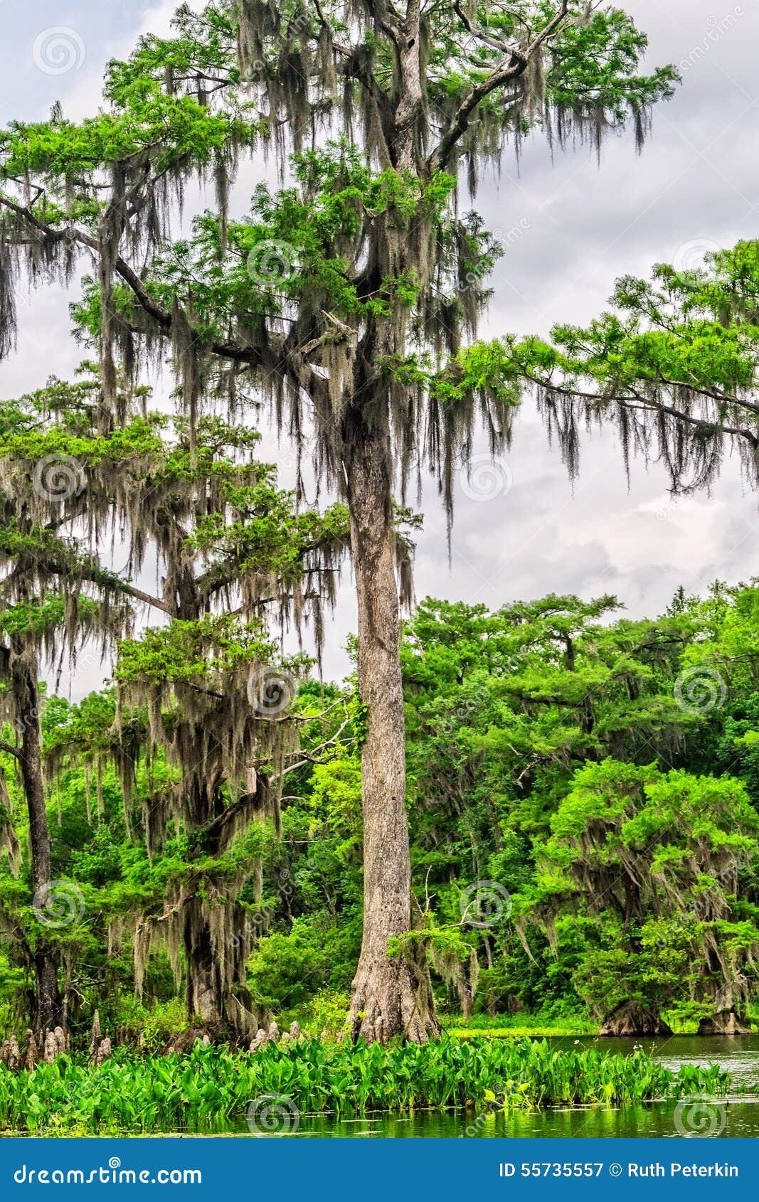 Wakulla Springs State Park stock image. Image of tree - 55735557