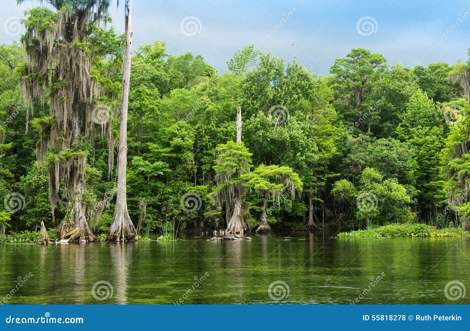 Wakulla Springs State Park and River Stock Photo - Image of florida ...