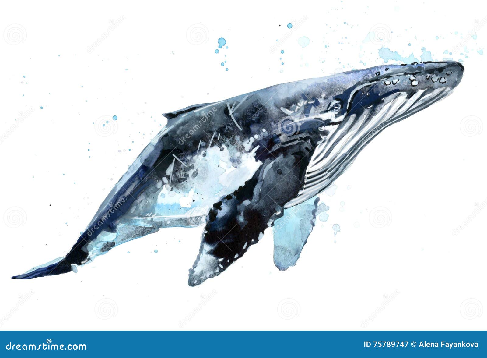 Wal Buckelwal-Aquarellillustration Stockbild - Illustration von ...