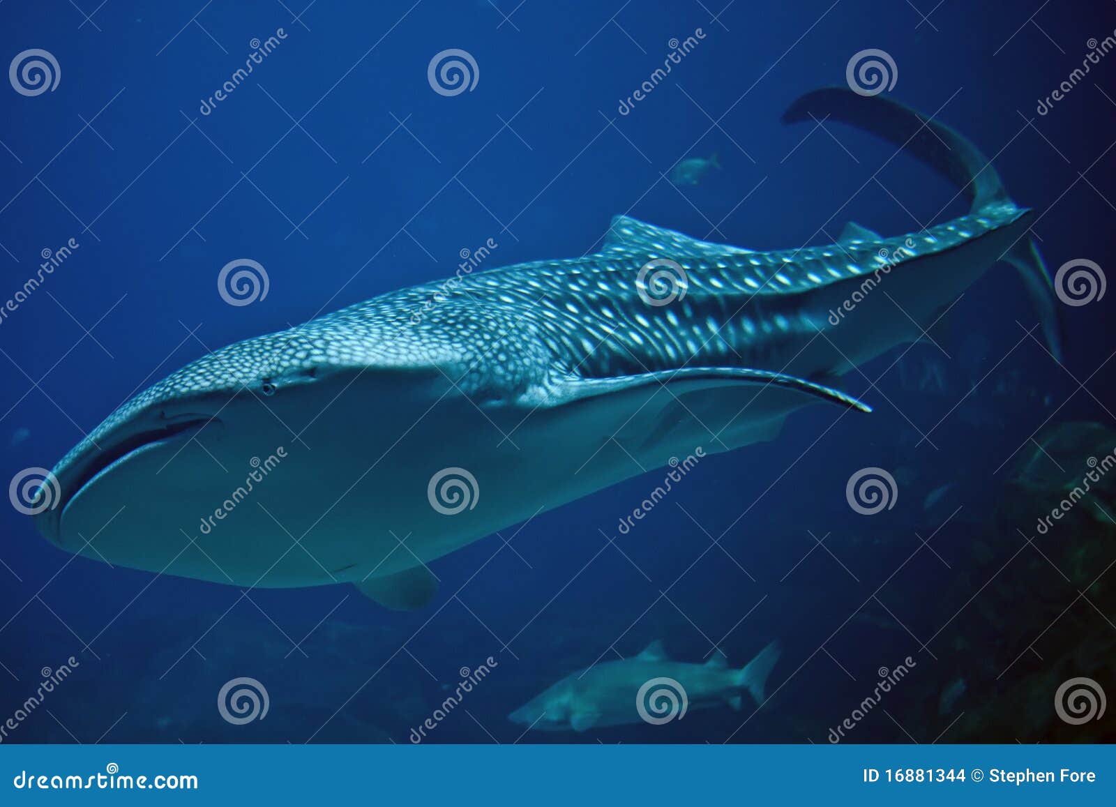 Wal-Haifisch stockfoto. Bild von ozean, unterwasser, blau - 16881344