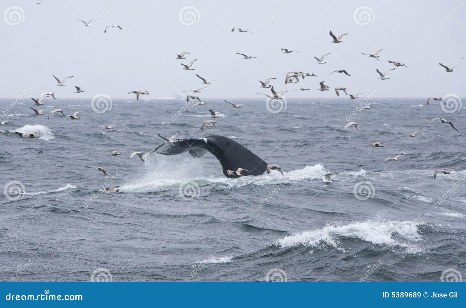 Wal-Heck 5 stockbild. Bild von führen, löschung, flosse - 5389689