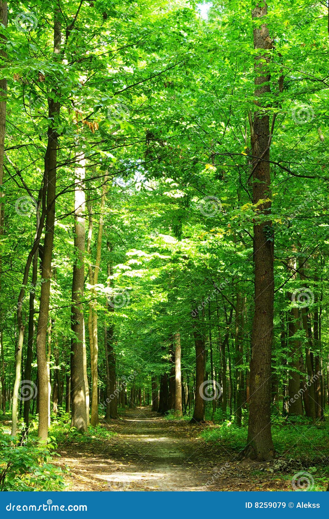 Wald Bild. Bild: 8259079