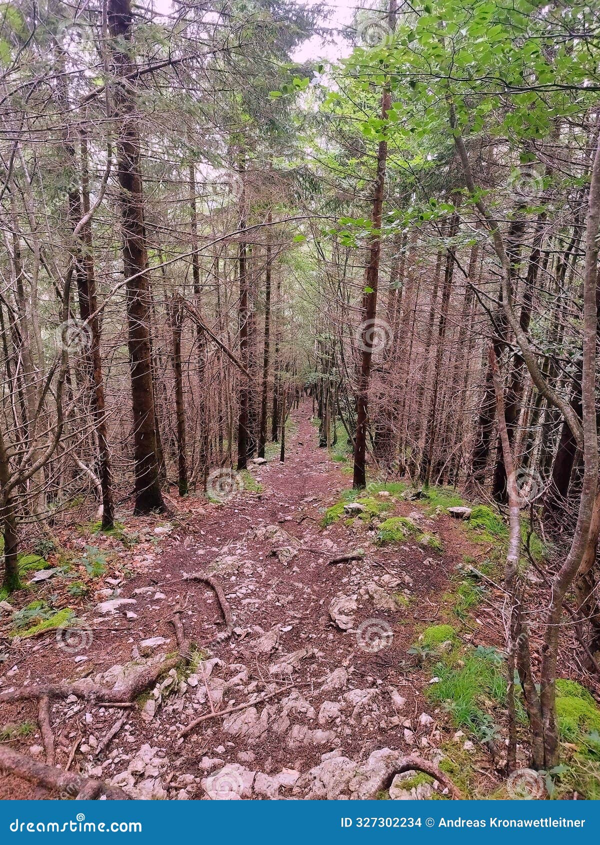 Forest Ground Trees Stones Path Stock Photo - Image of trees, steine ...