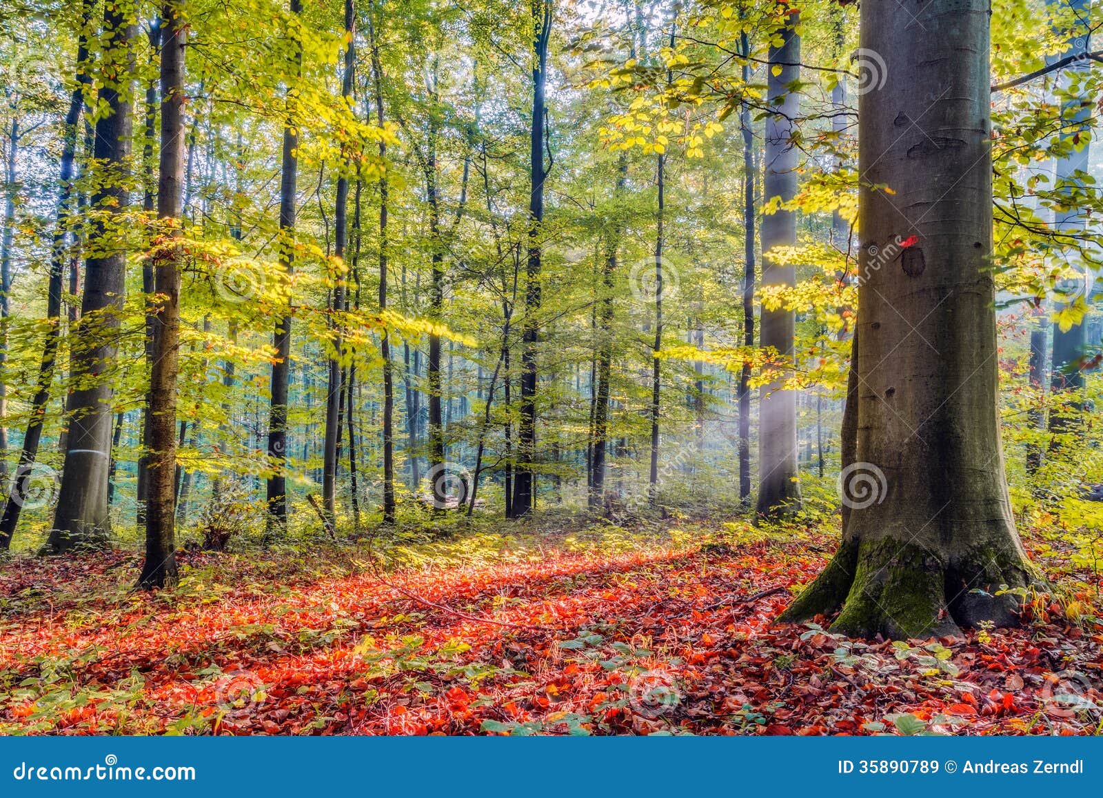 Wald in Europa Ende September. Stockbild - Bild von blatt, umgebung ...