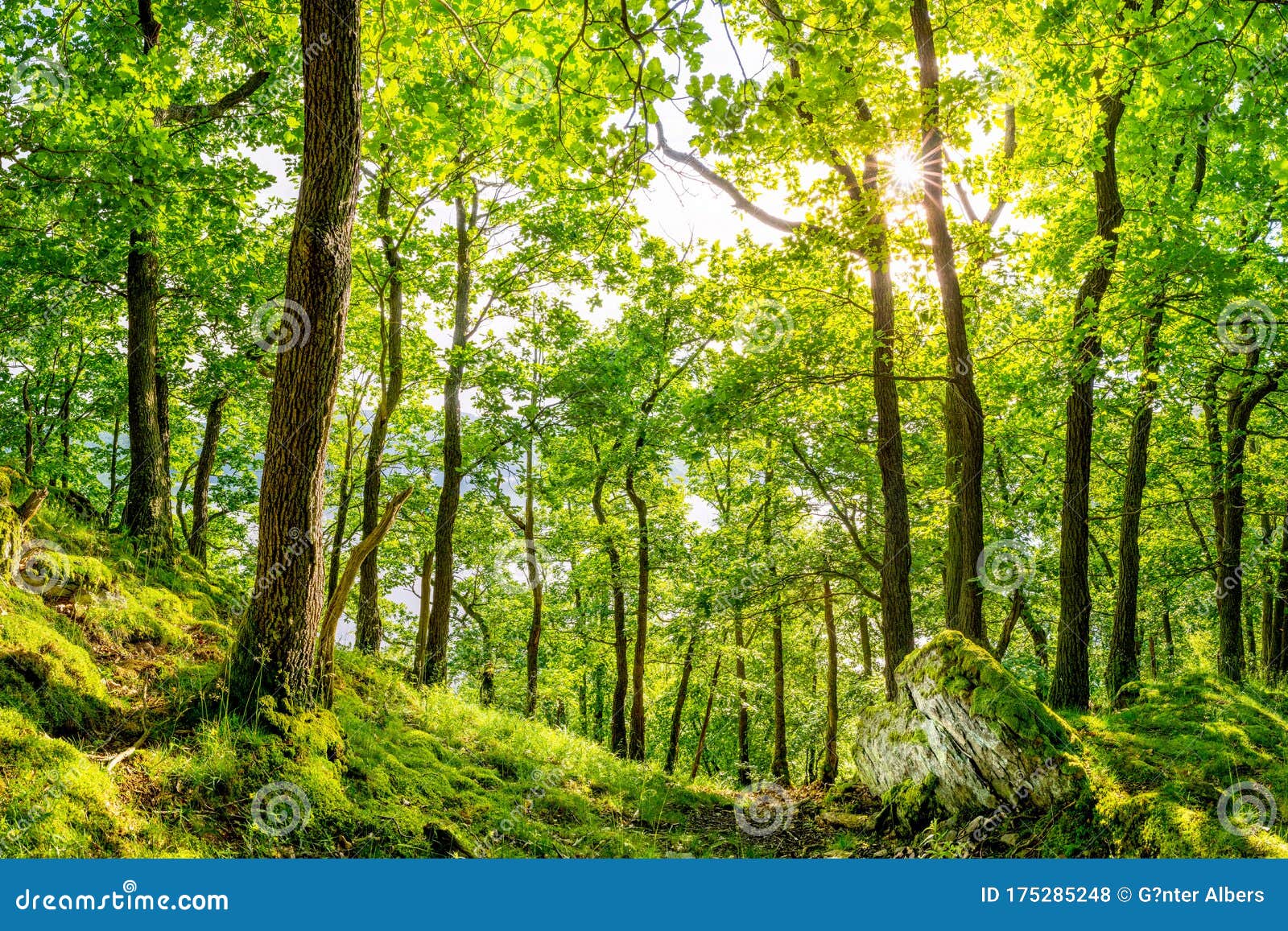 Sunny green forest stock photo. Image of trees, woods - 175285248