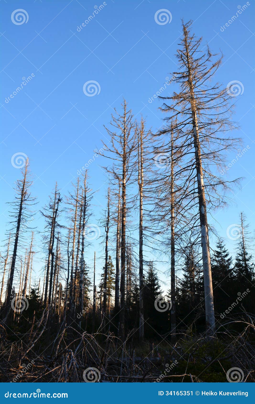 Wald in Nationalpark Harz stockbild. Bild von wälder - 34165351