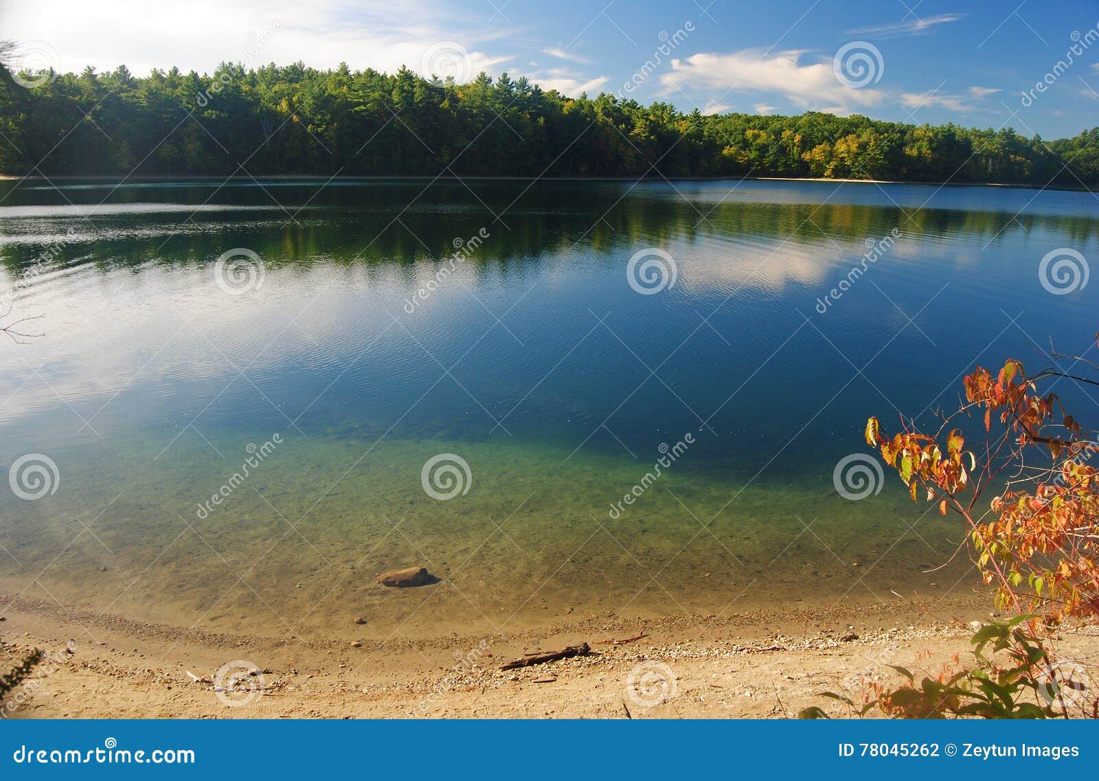 The Walden Pond in Massachusetts, USA. Stock Photo - Image of summer ...