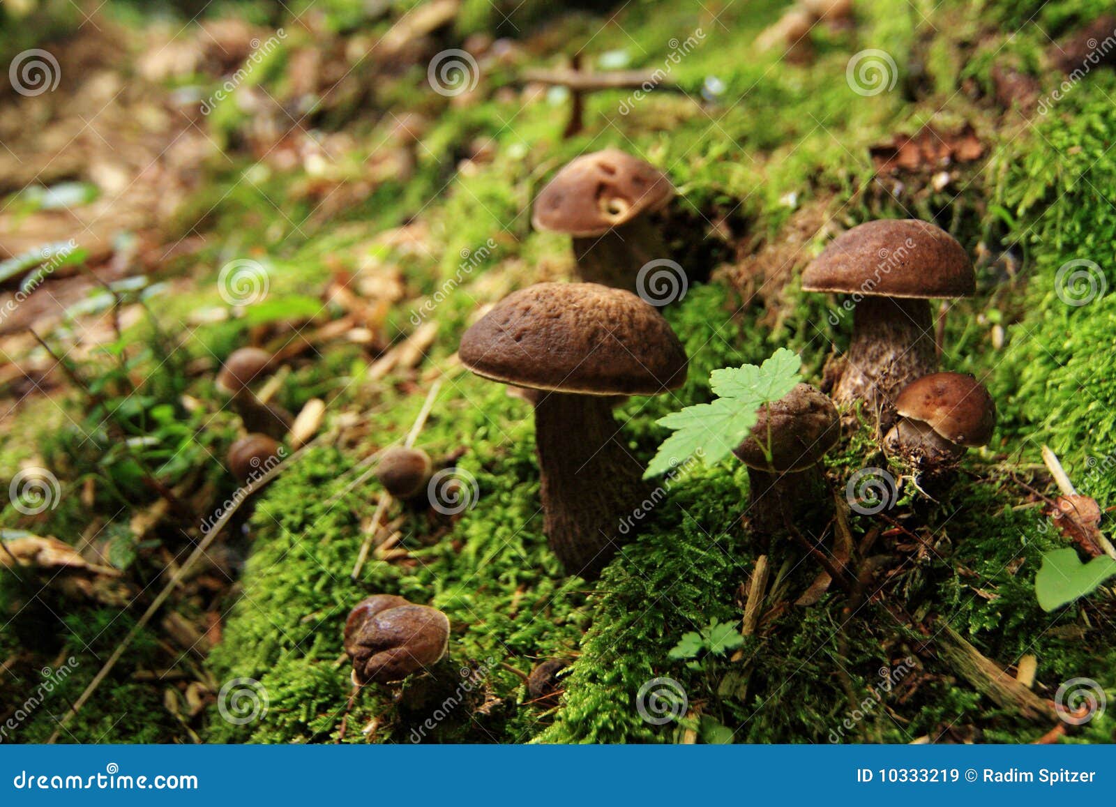 Waldpilze stockbild. Bild von essen, kiemen, koch, essbar - 10333219