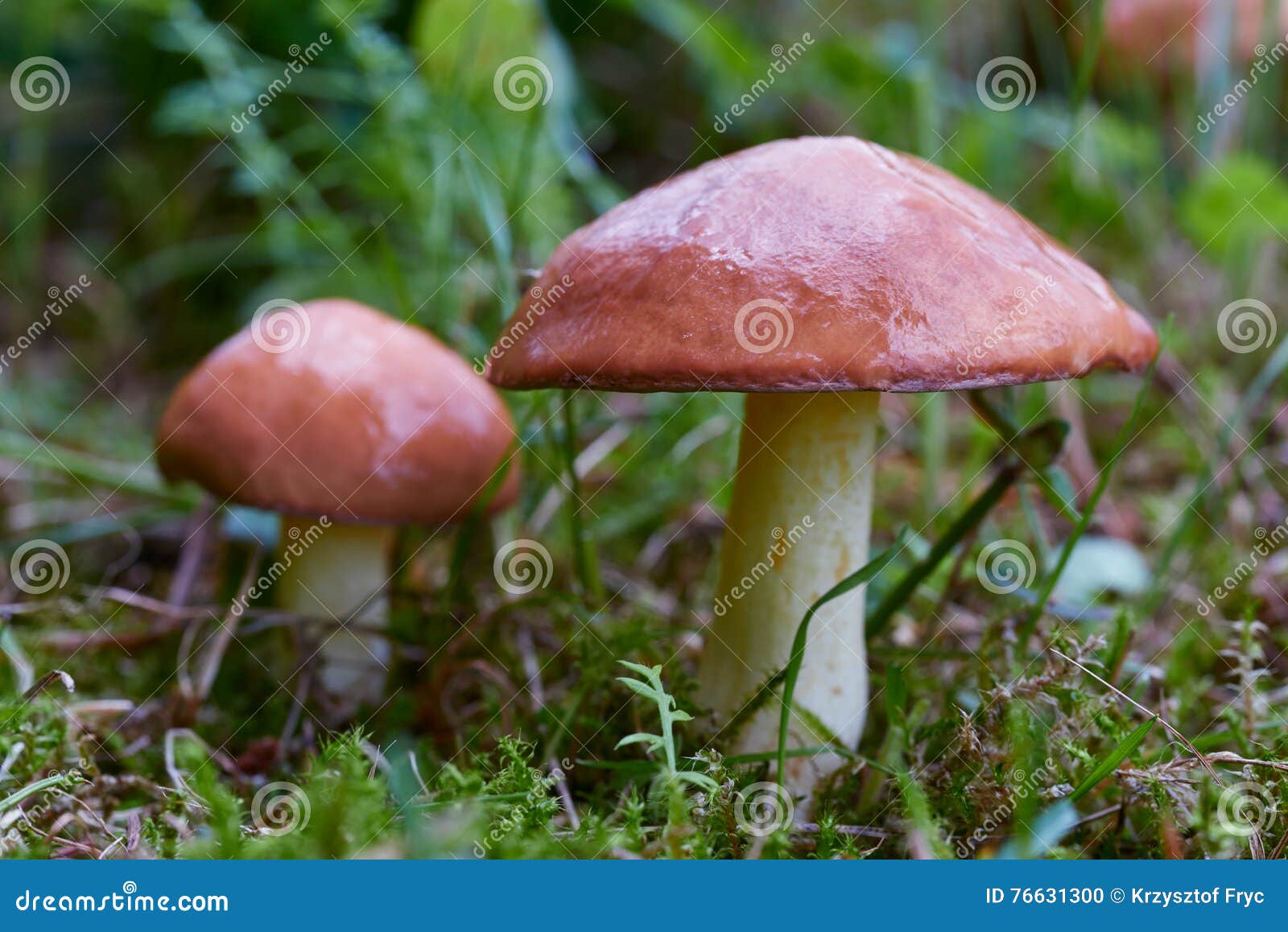 Waldpilze U. X28; Suillus Luteus& X29; Stockfoto - Bild von blatt ...