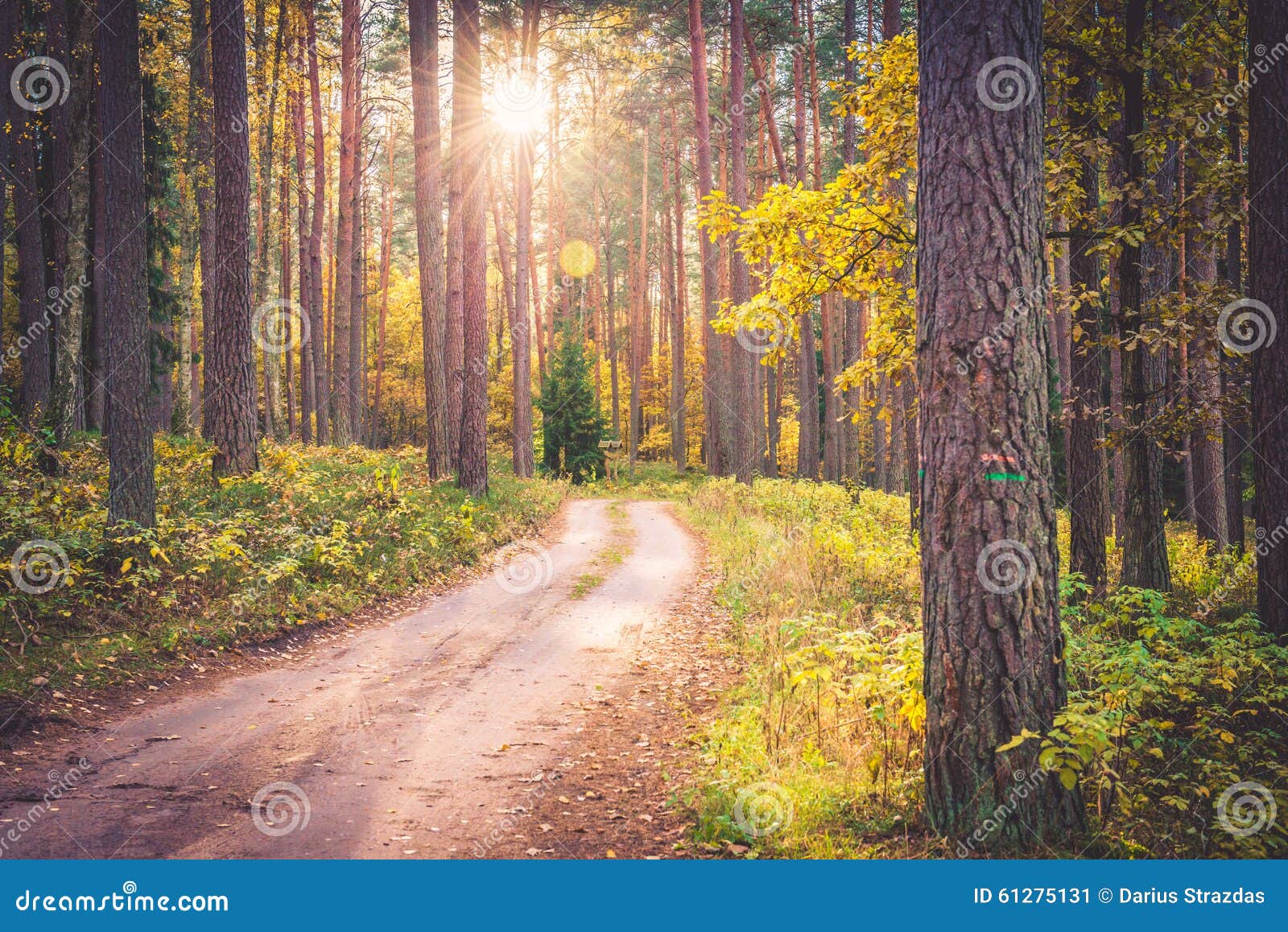 Waldweg und Sonne stockbild. Bild von jahreszeit, blätter - 61275131
