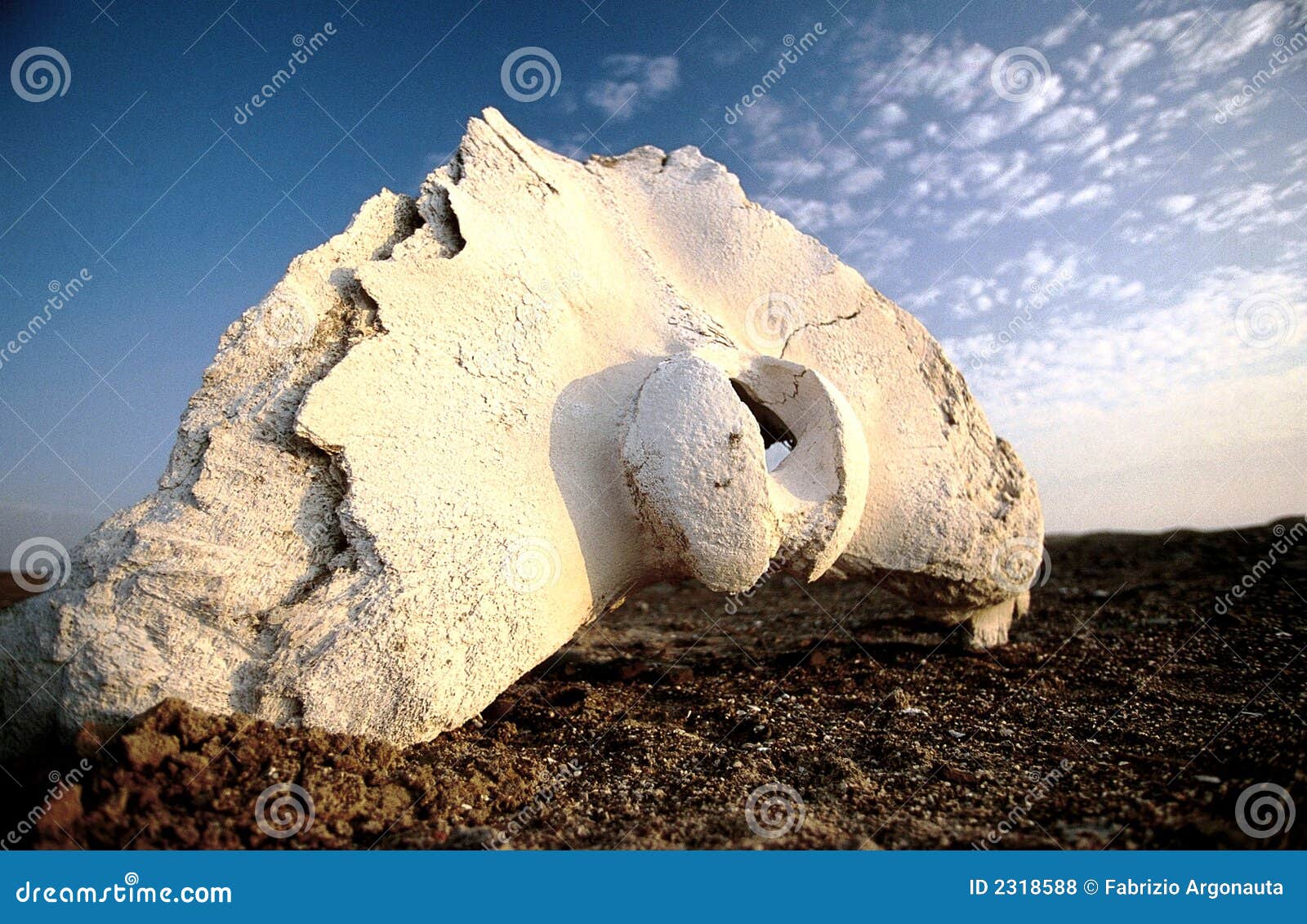 Wale bone stock photo. Image of clouds, marine, white - 2318588