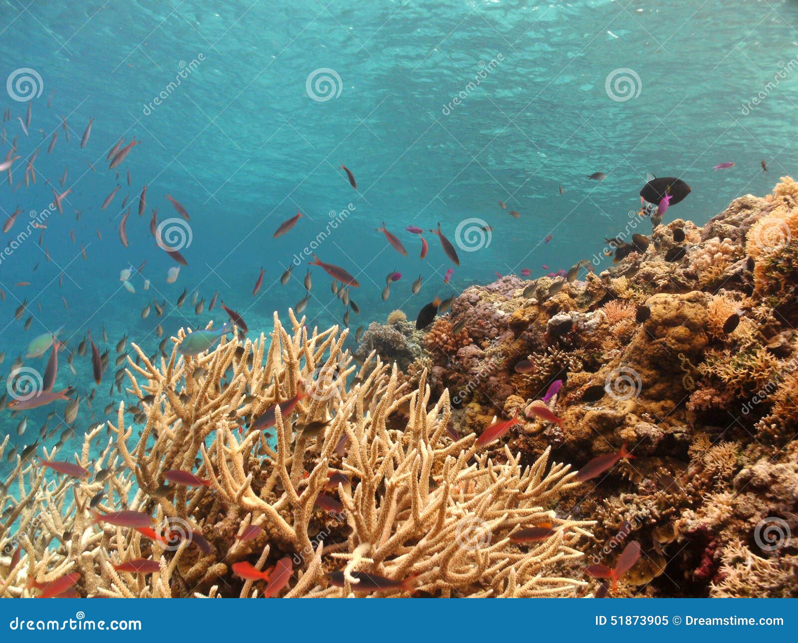 Walea Marine Park stock image. Image of colour, underwater - 51873905