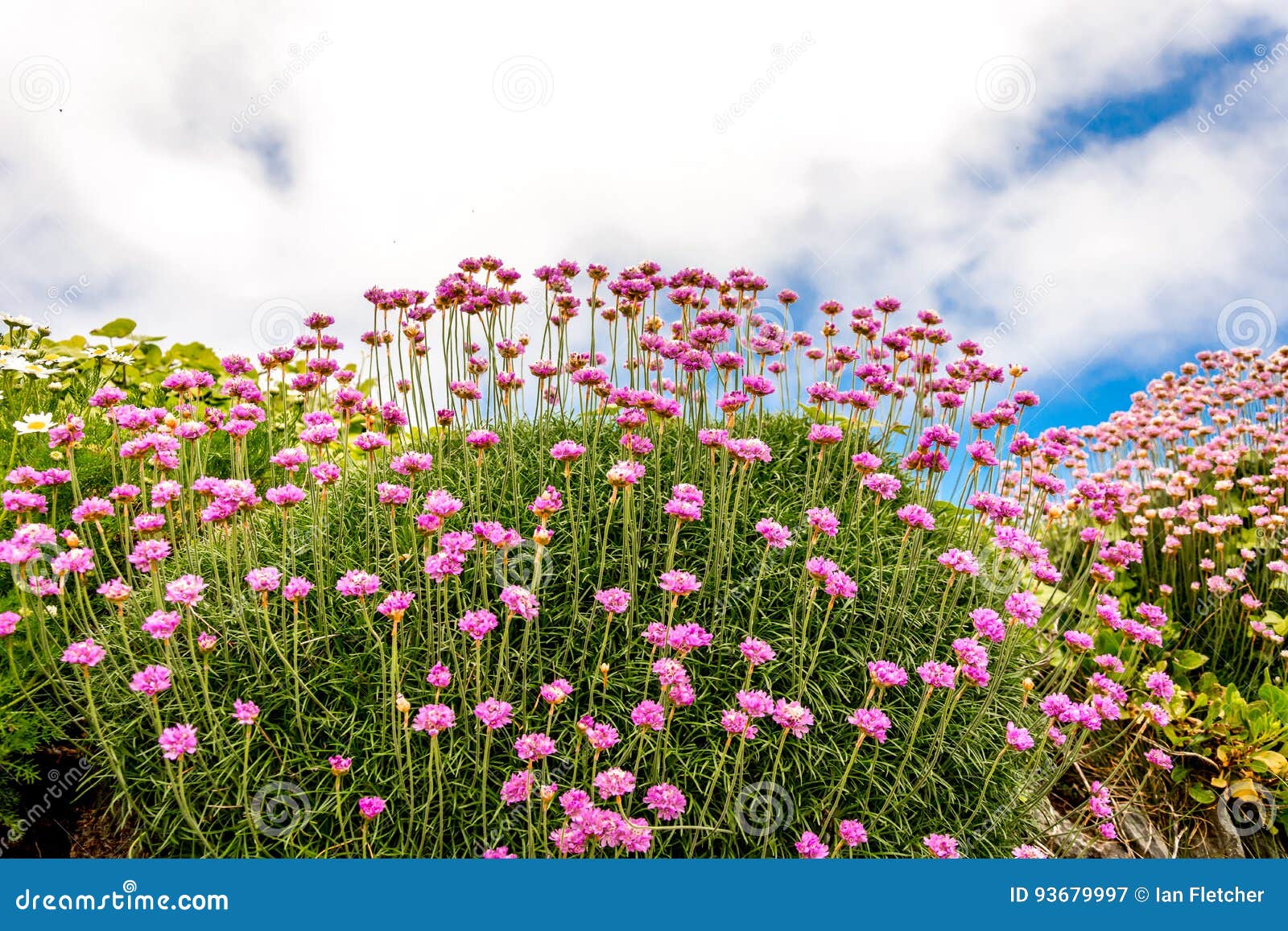 Wales coastal path flora stock image. Image of path, gorse - 93679997