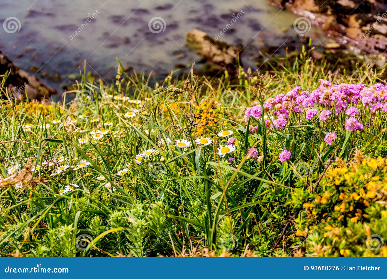 Wales coastal path flora stock photo. Image of brush - 93680276