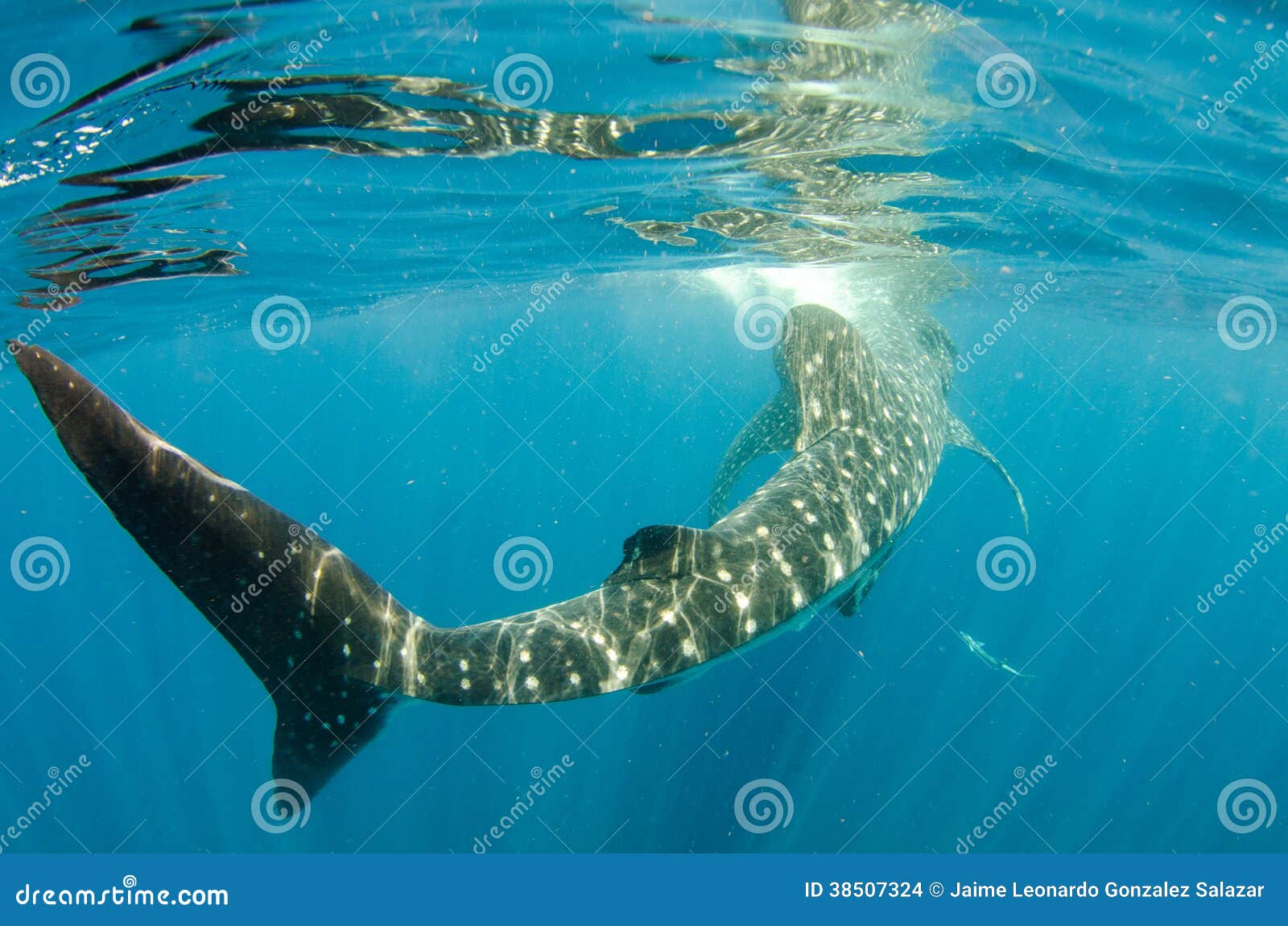 Walhai stockfoto. Bild von fauna, enorm, tauchen, leben - 38507324