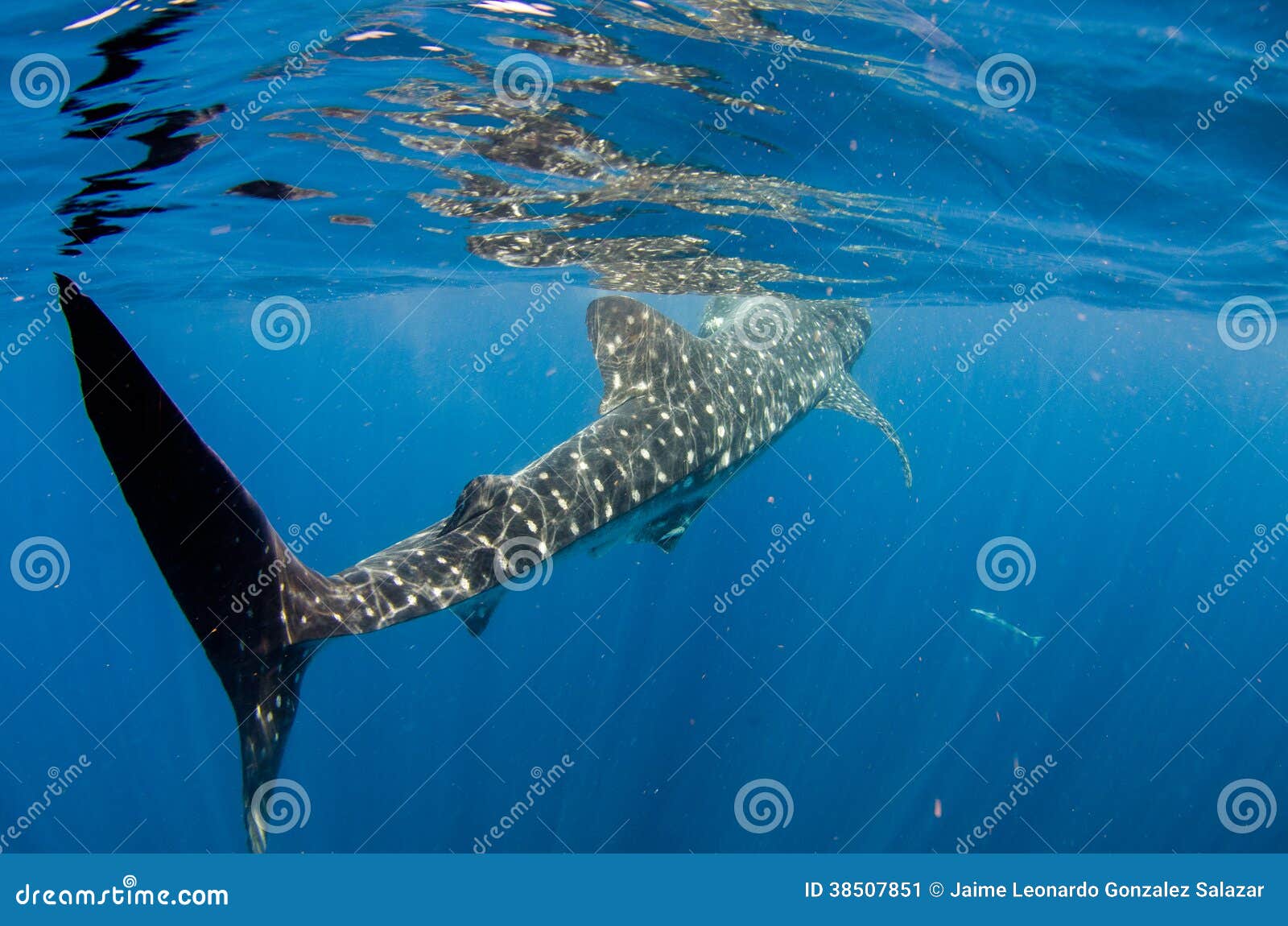 Walhai stockbild. Bild von haifisch, unterwasseratemgerät - 38507851