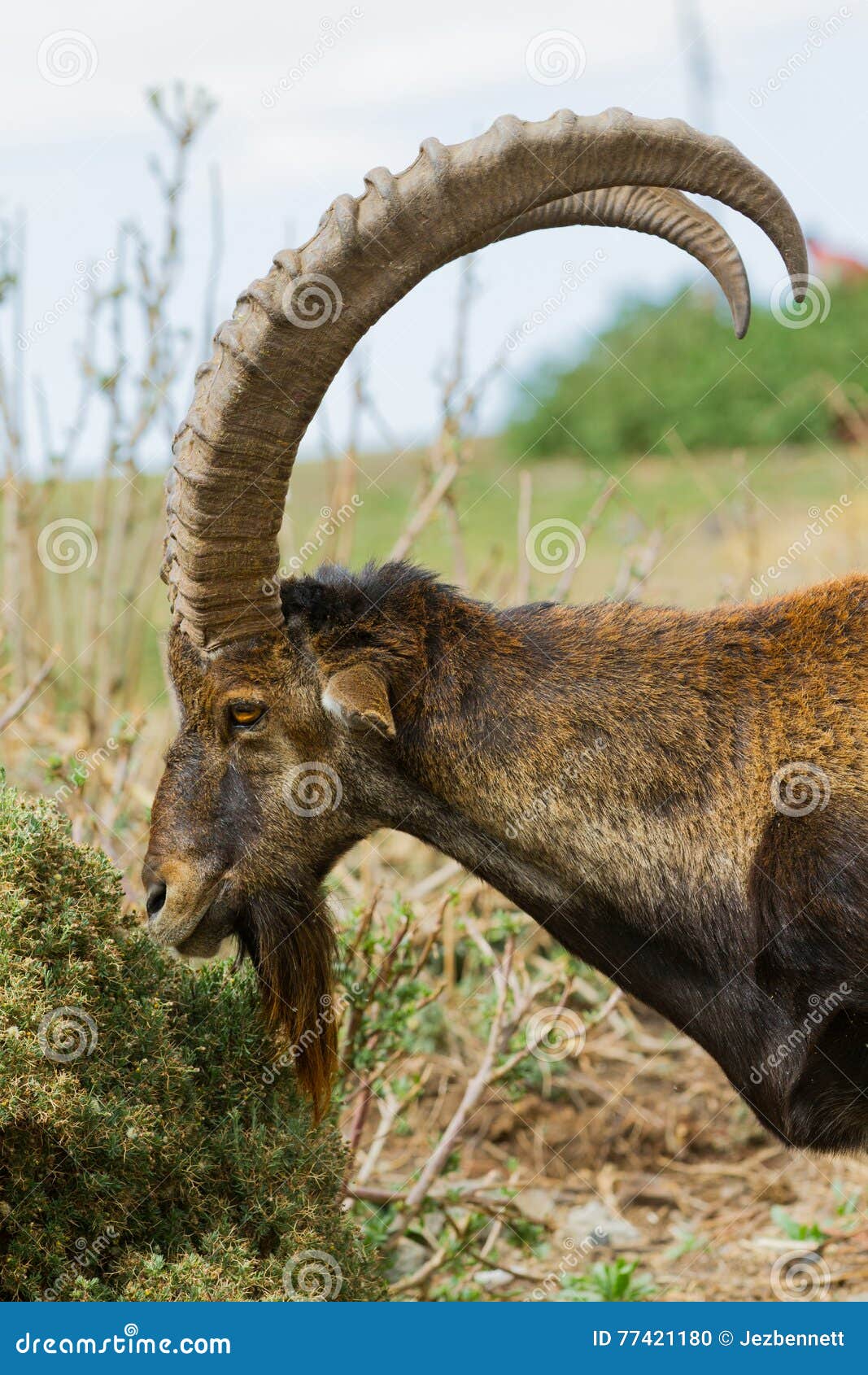 Walia Ibex Ram (Capra Walie) Stock Photo - Image of goat, site: 77421180