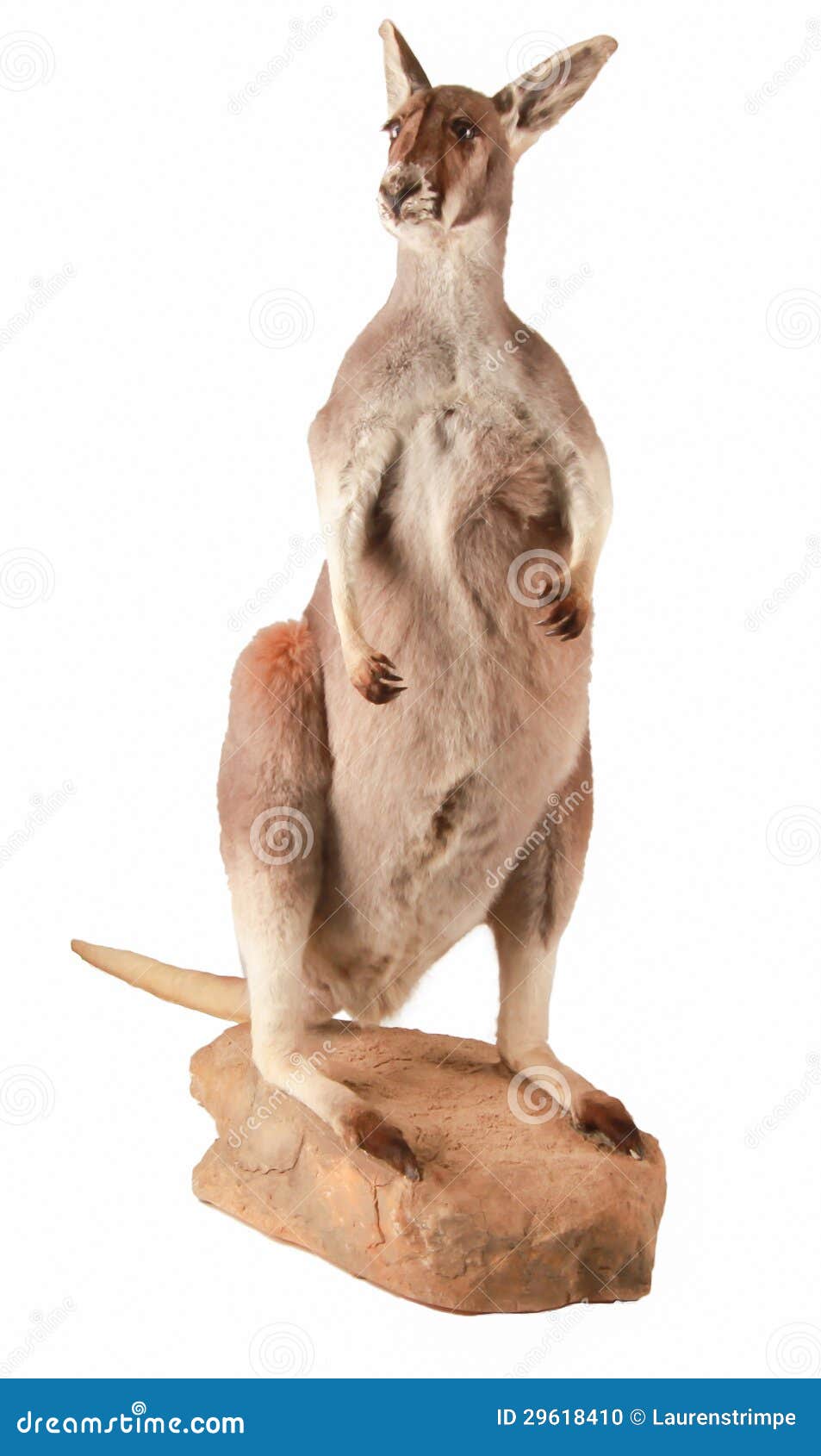 Walibi stock photo. Image of eastern, legs, marsupial - 29618410