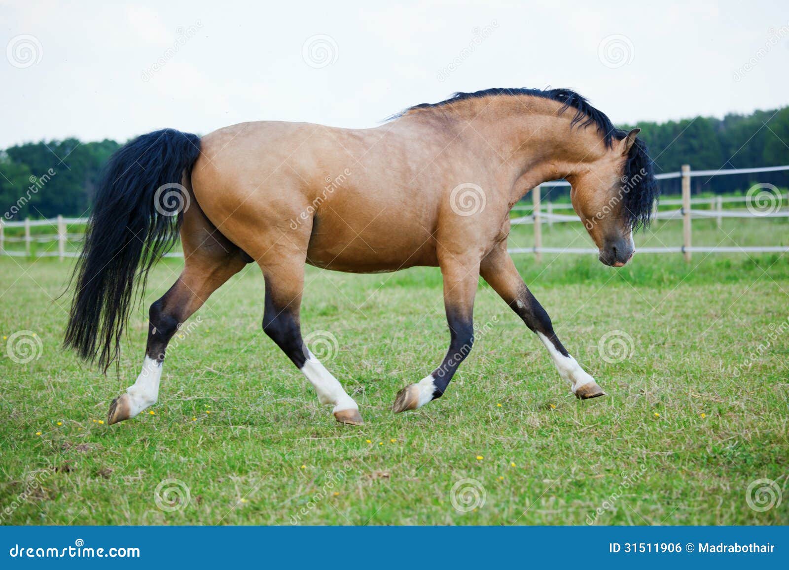 Walijski Cob Konik Na Padoku Zdjęcie Stock - Obraz złożonej z piechur ...