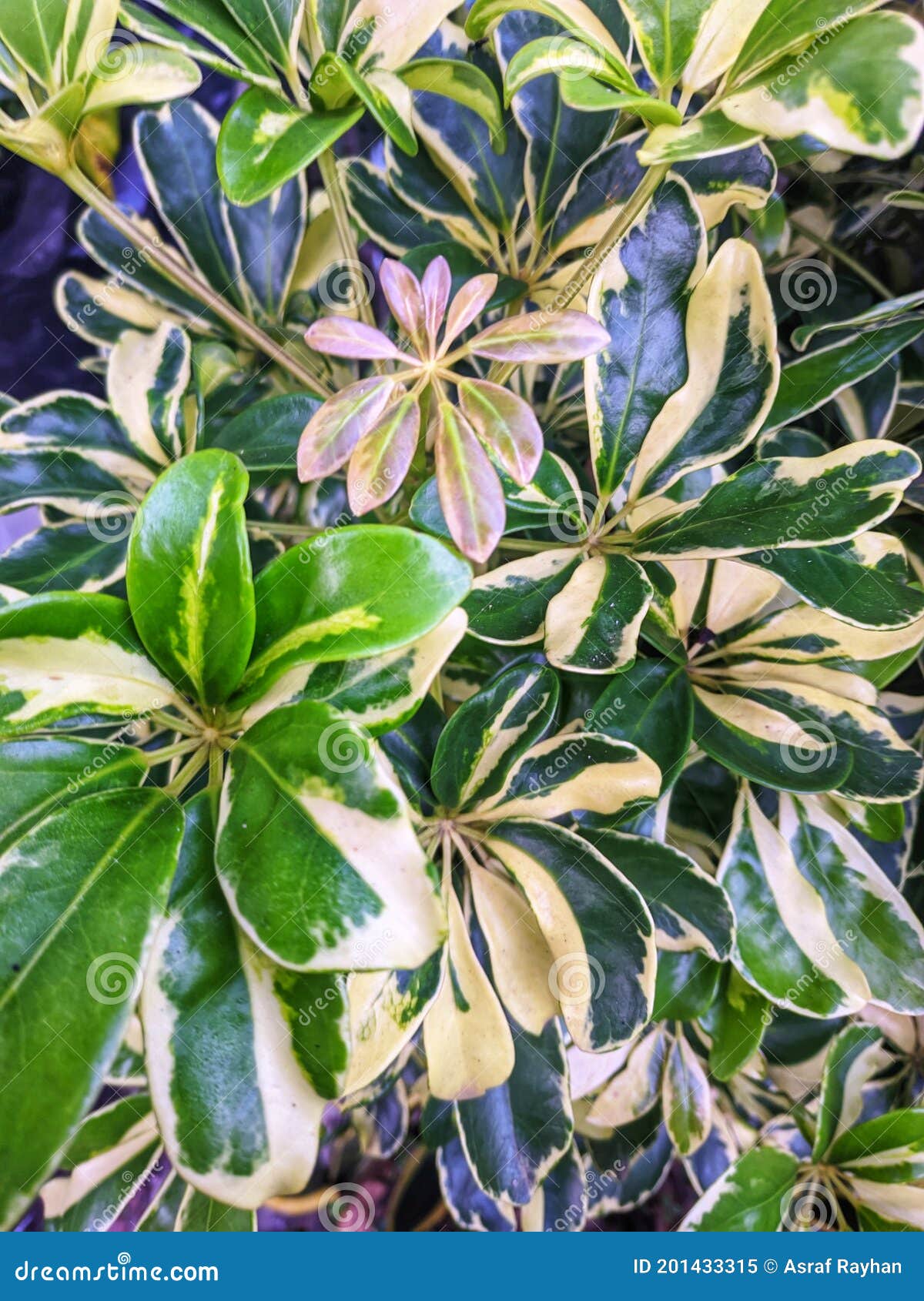 Walisongo Leaves Shot from High Angle View Stock Image - Image of ...