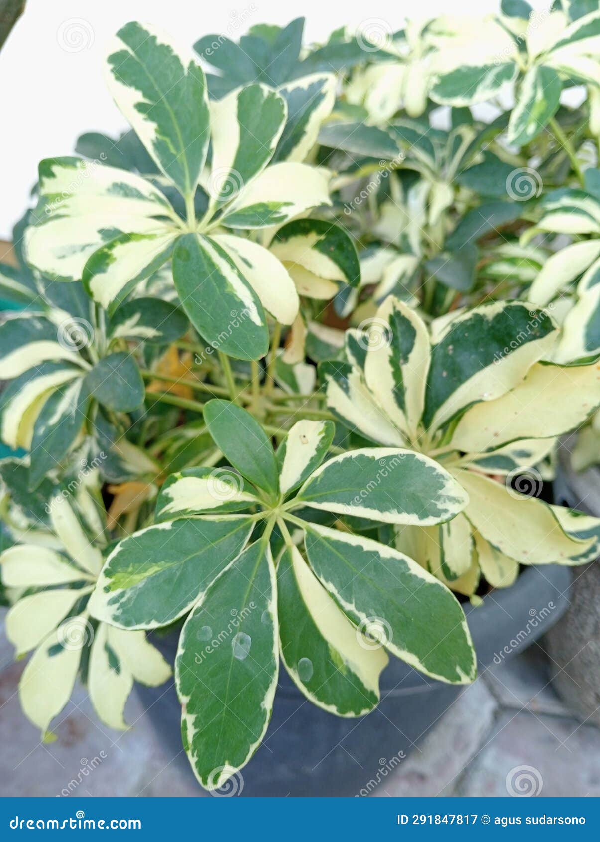 Walisongo Plant with Two-colored Leaves Stock Image - Image of ...