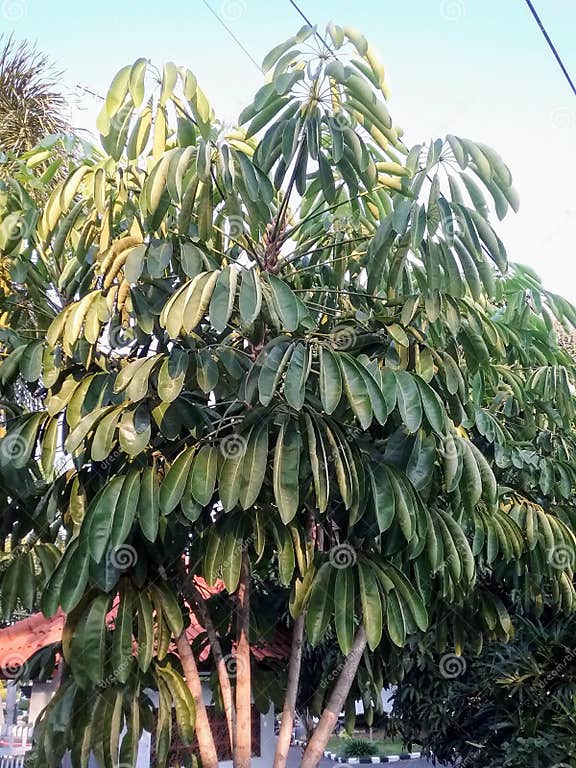 A Walisongo Tree that Grows with Five Branches. Stock Image - Image of ...