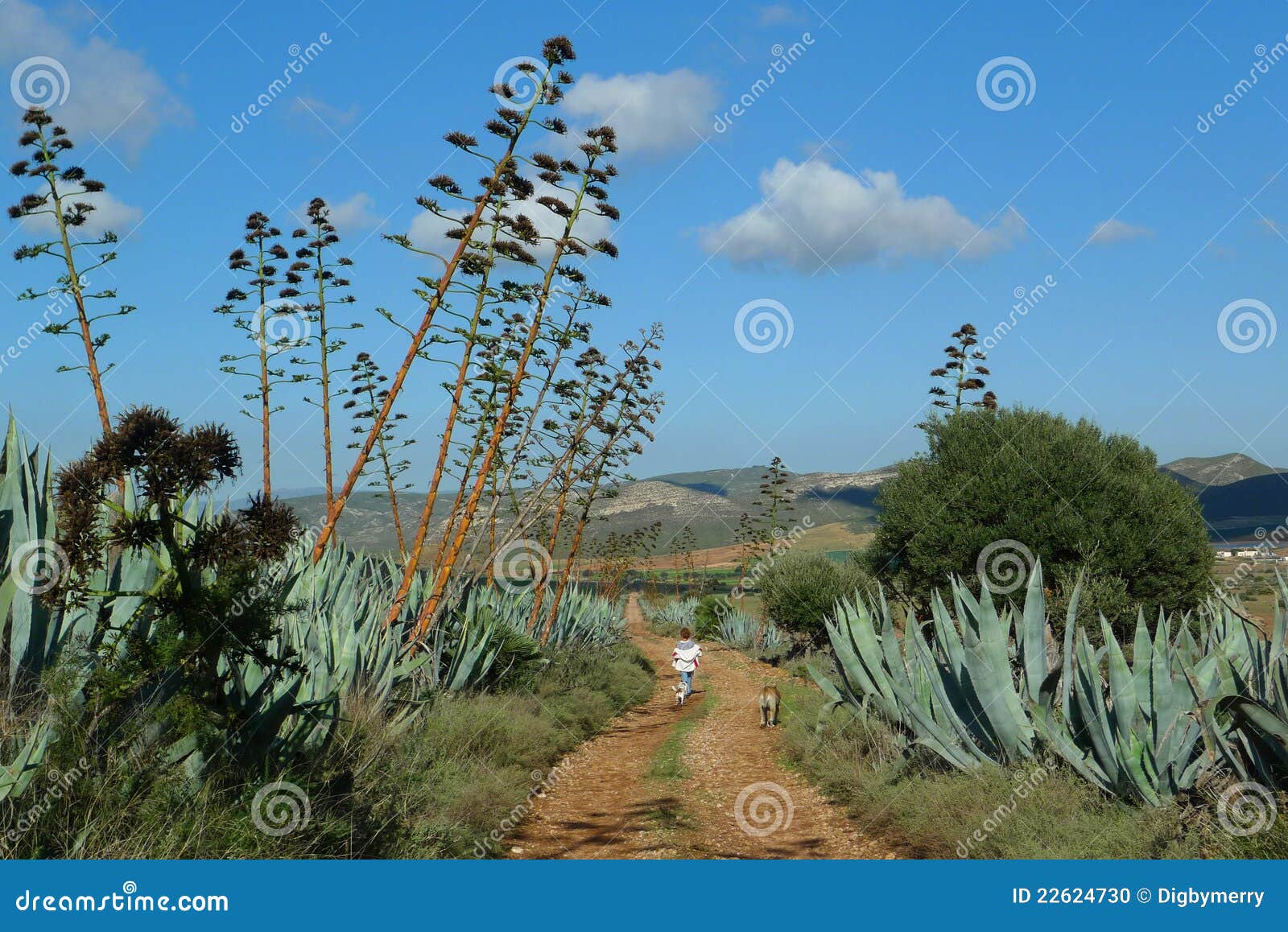 A walk through the agace stock photo. Image of andalucia - 22624730