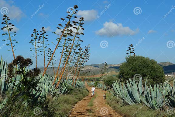 A walk through the agace stock photo. Image of andalucia - 22624730