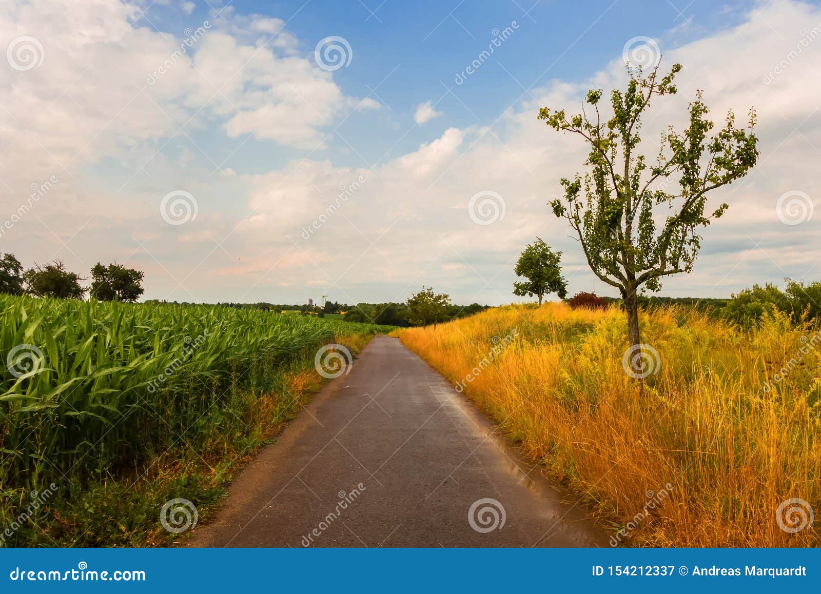 This is a Walk through Agriculture Fields Stock Image - Image of walk ...