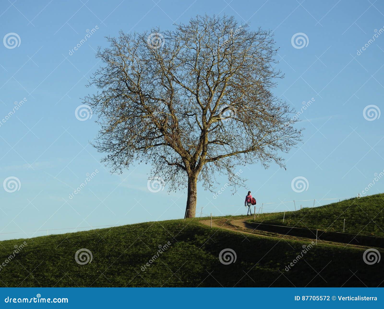 Walk Alone Under a Walnut Tree Stock Photo - Image of dark, blue: 87705572