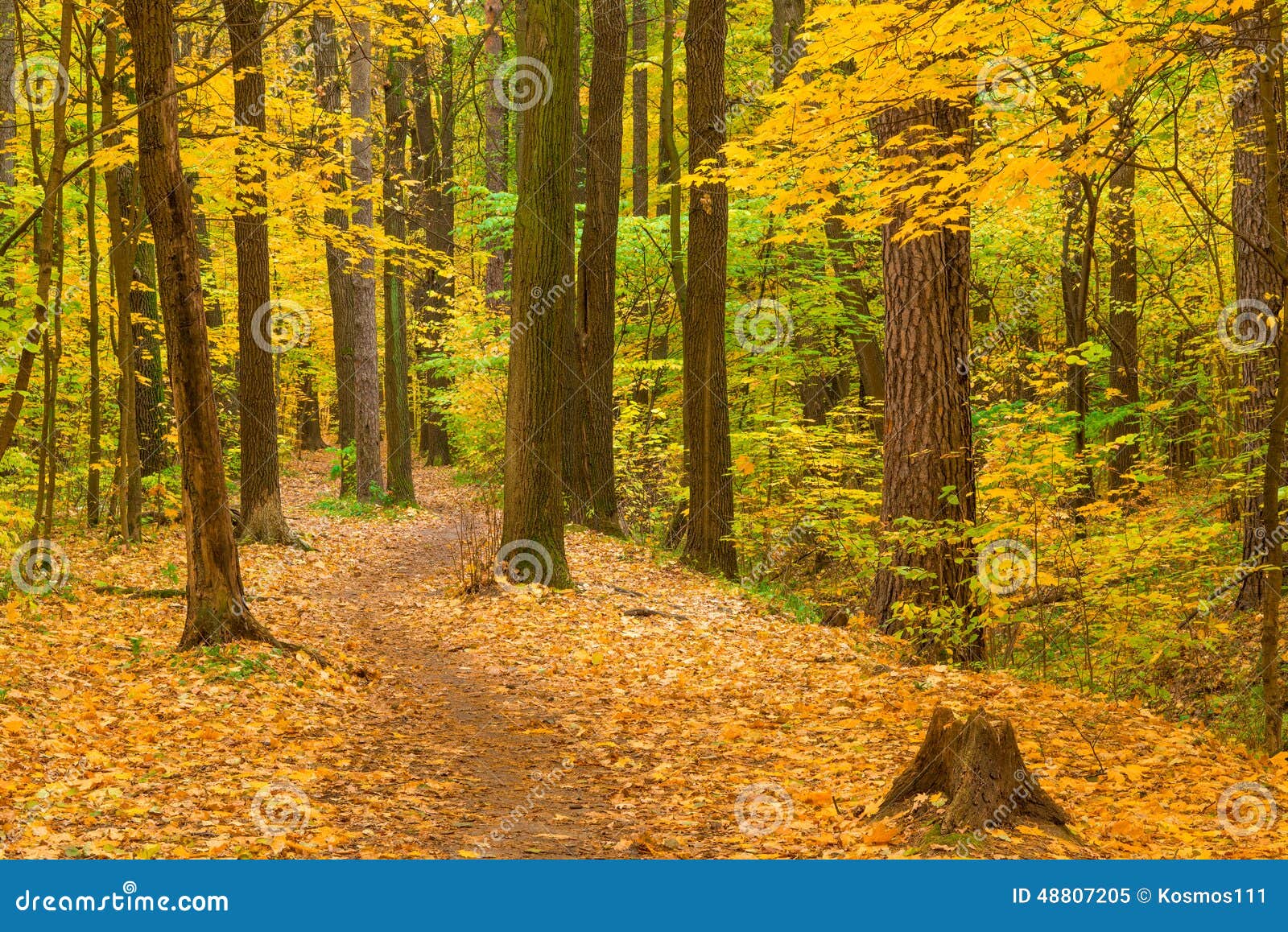 Walk Along the Path in the Forest Stock Image - Image of fall, footpath ...